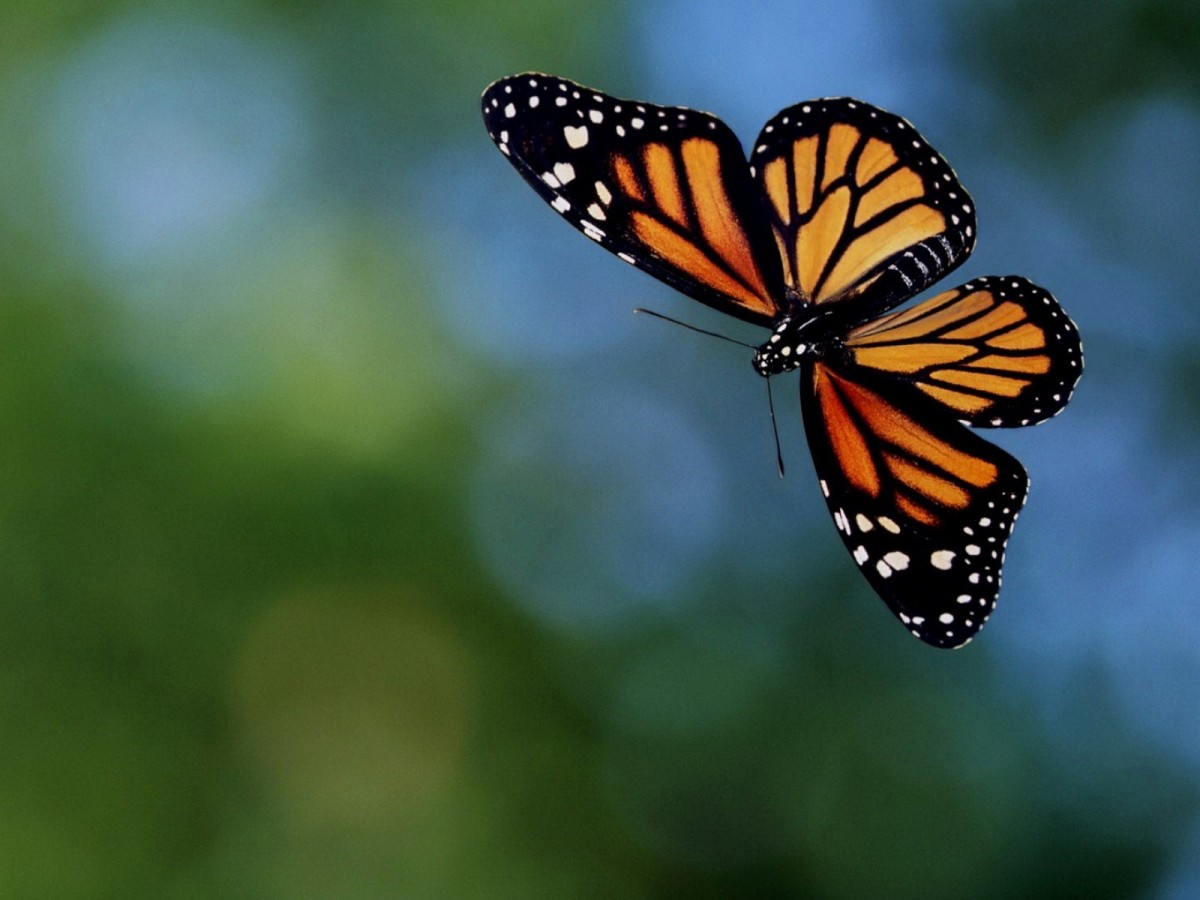 The Butterfly Effect - Curt Harding